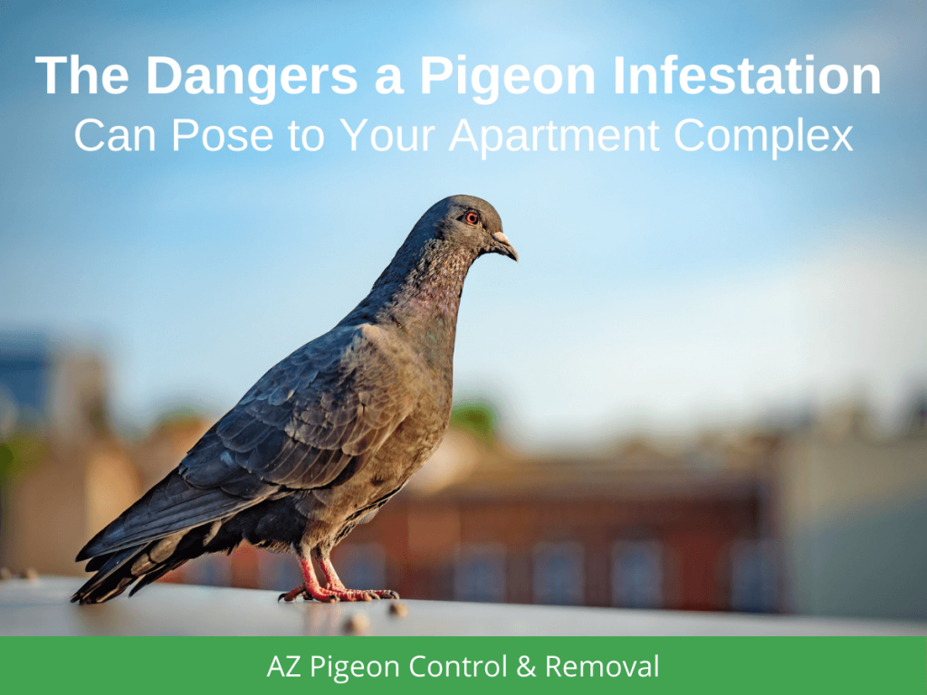 The Dangers a Pigeon Infestation Can Pose to Your Apartment Complex ...