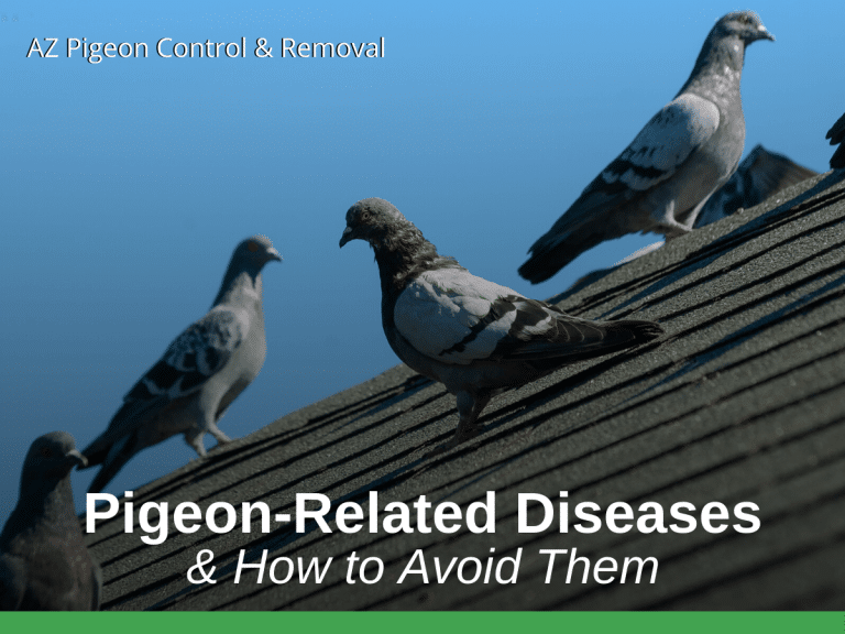 Pigeon-Related Diseases & How to Avoid Them - AZ Pigeon Control & Removal