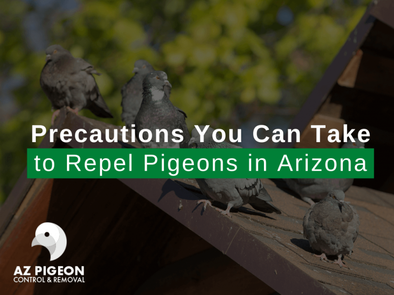 Pigeon Control Archives - AZ Pigeon Control