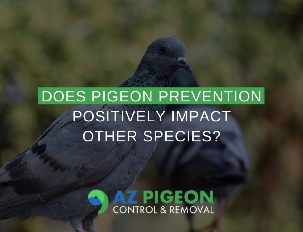4 Humane Pigeon Control Methods to Keep Your Property Safe - AZ Pigeon ...