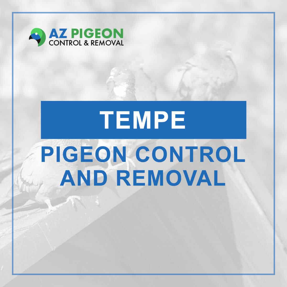 Professional Pigeon Pest Control And Removal Serving Tempe