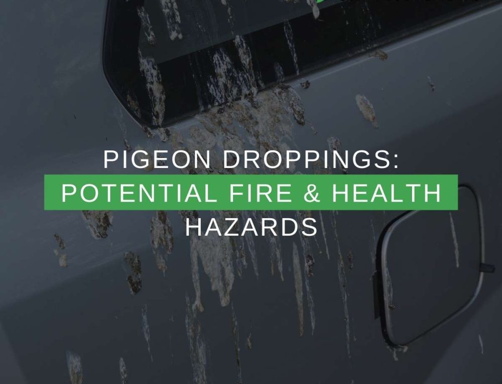 The Dangers a Pigeon Infestation Can Pose to Your Apartment Complex ...