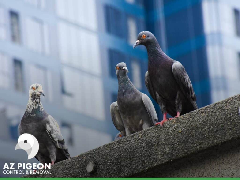 Nuisance Birds In Phoenix: Identifying & Mitigating Health Risks